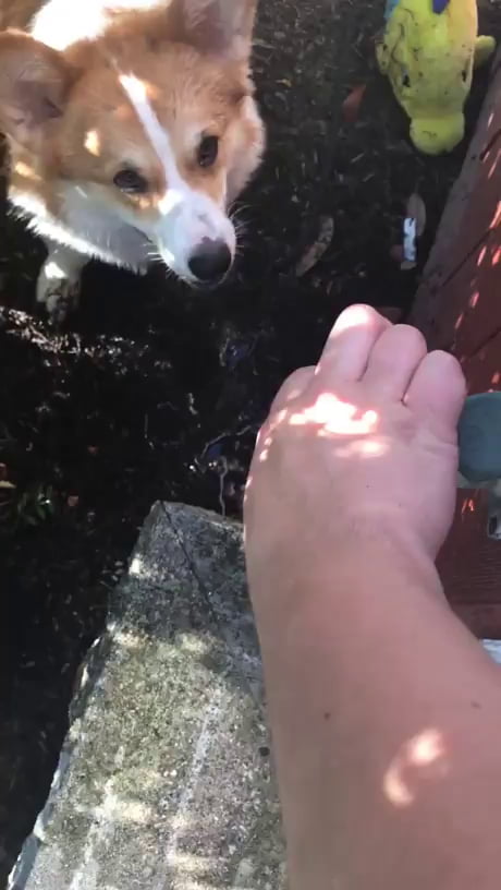 Best 30+ Corgi fun on 9GAG