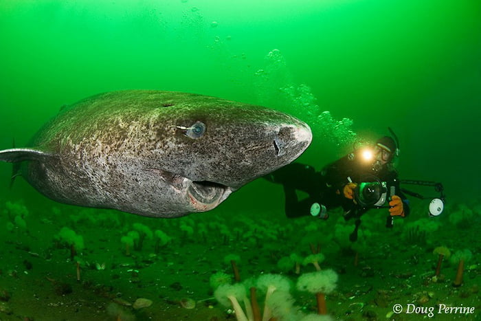 This creature is called Somniosus microcephalus and he is 400 years old ...