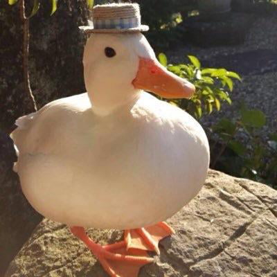 You have been visited by the polite duck, upvote for luck within the ...