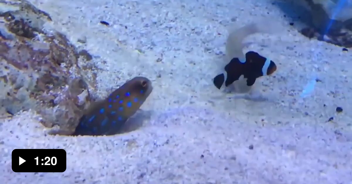 Fishes Spit Sand Fighting Each Other - 9GAG