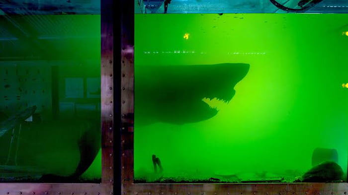 A deceased great white shark was found floating in formaldehyde in an ...