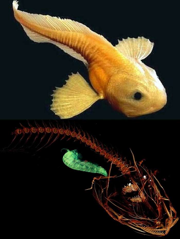 The Mariana snailfish. This fish has been observed at depths of 26 ...