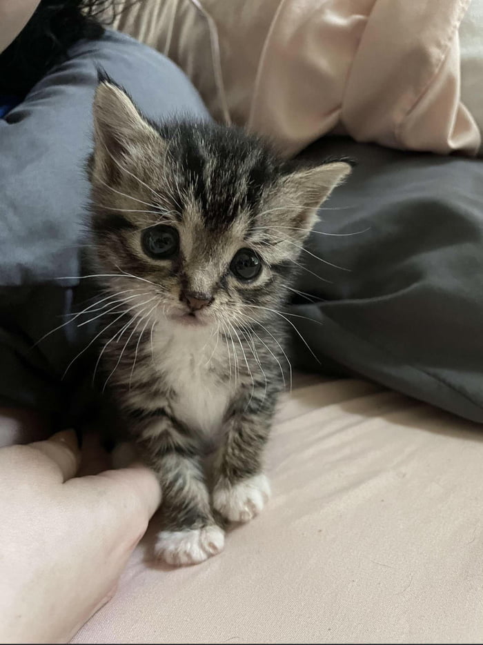 Smol kitty - 9GAG