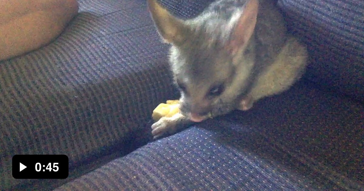 New Zealand brush-tail possum eating banana on the couch - 9GAG