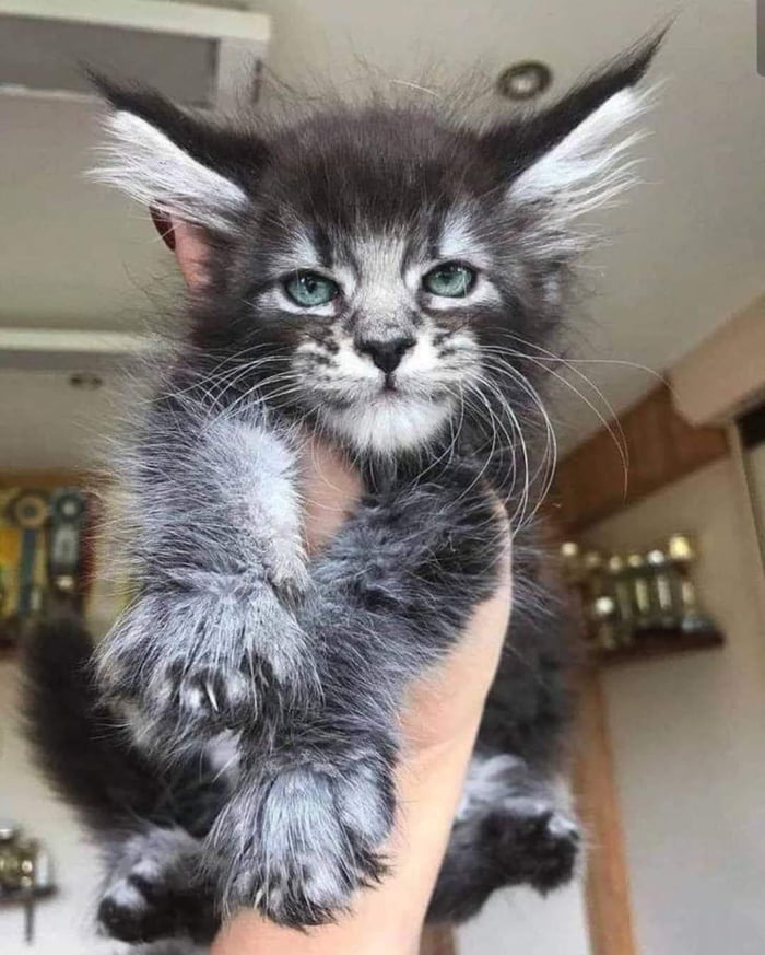 Baby Maine Coon. - 9GAG
