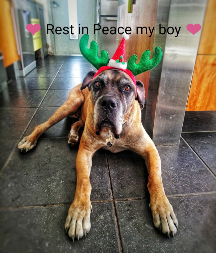 Had to say goodbye to my best friend today. You will be greatly missed ...