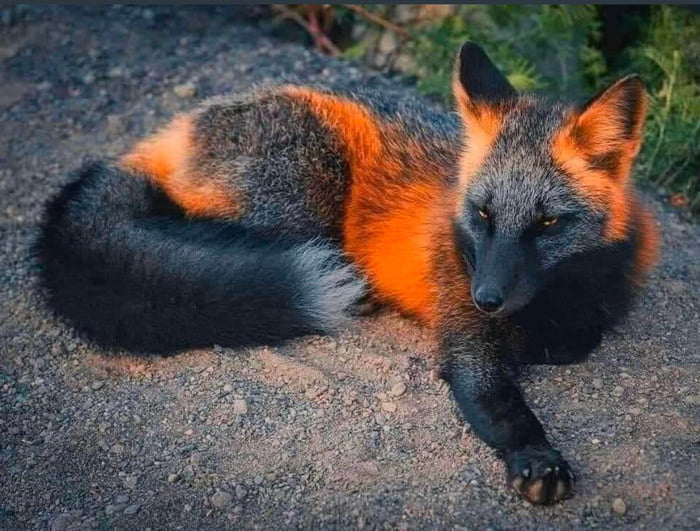 Gorgeous Cross Fox - 9GAG
