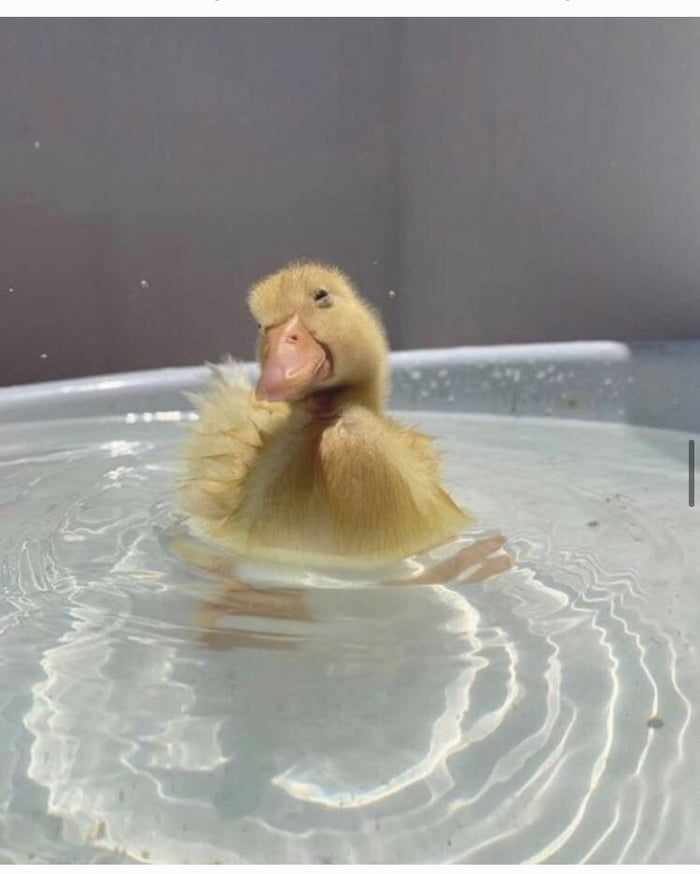 This smiling duck makes me smile - 9GAG