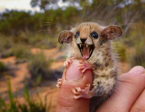 Australian Pygmy Cheesum - 9GAG