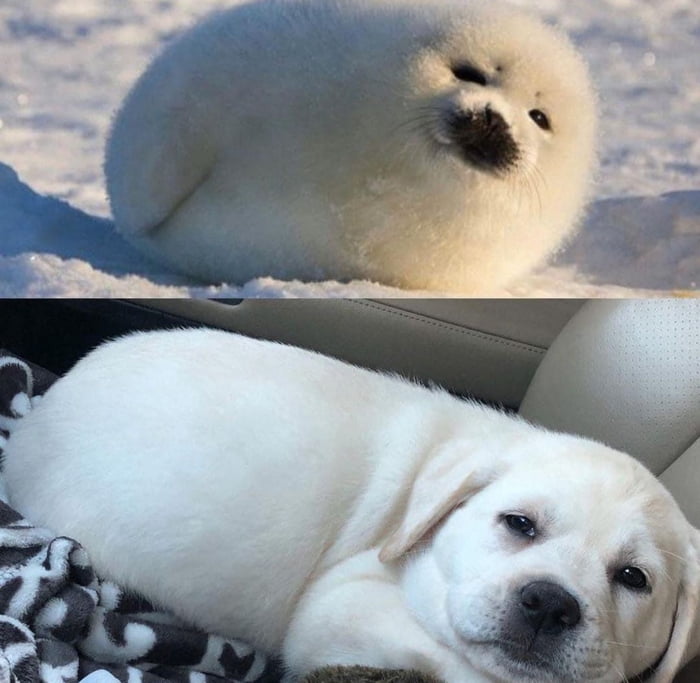 Seal puppies - 9GAG