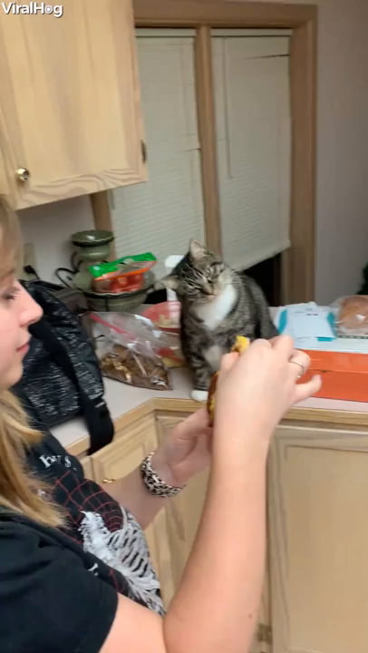 Cat Fascinated by Grilled Cheese Sandwich! - 9GAG