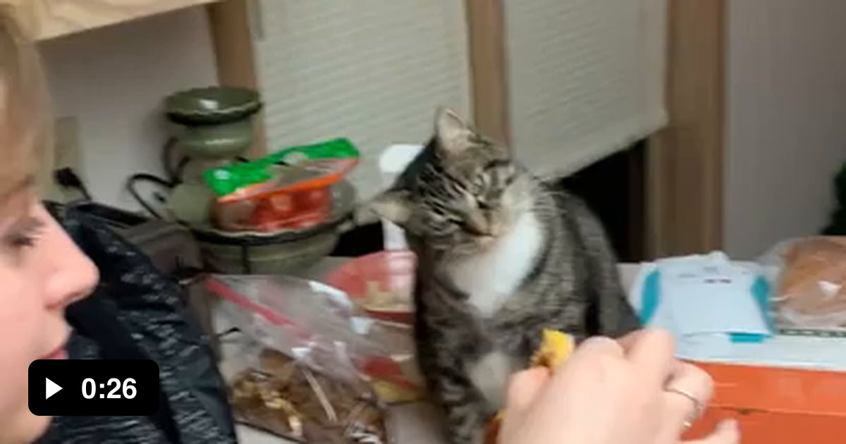 Cat Fascinated by Grilled Cheese Sandwich! - 9GAG