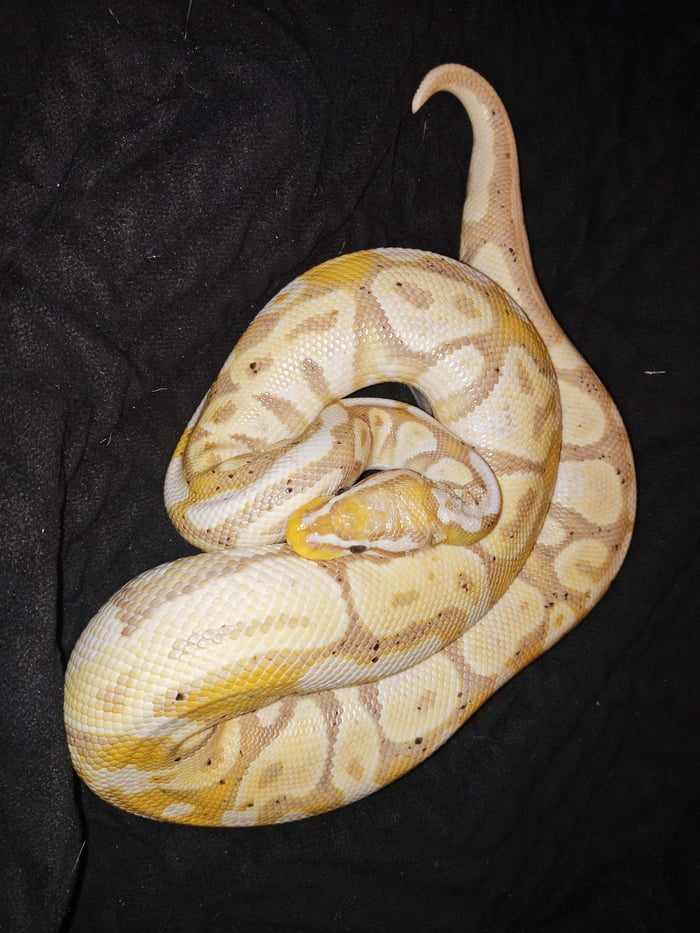 Midas my banana pastel ball python - 9GAG