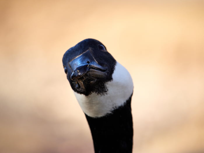 How can anyone hate geese? They're so derpy... - 9GAG