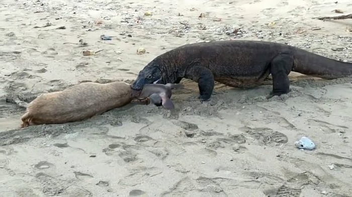The way this brave lizard saved a deer from drowning