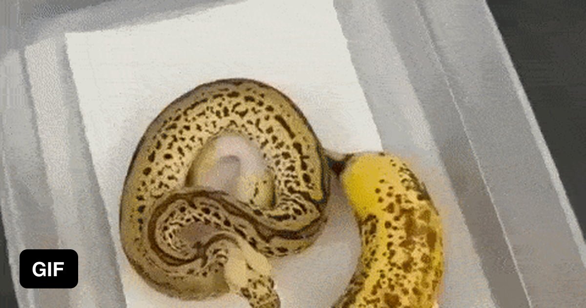 The banana ball python is a morph of the ball python which originated ...