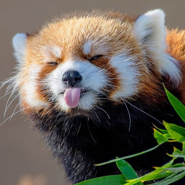 The name "panda" is said to come from the Nepali word ‘ponya,’ which ...