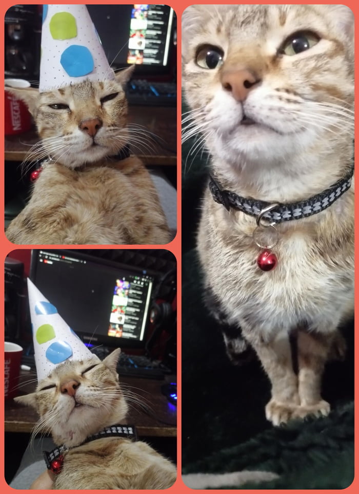 Today is my cat's birthday. 9gag, meet May. - 9GAG