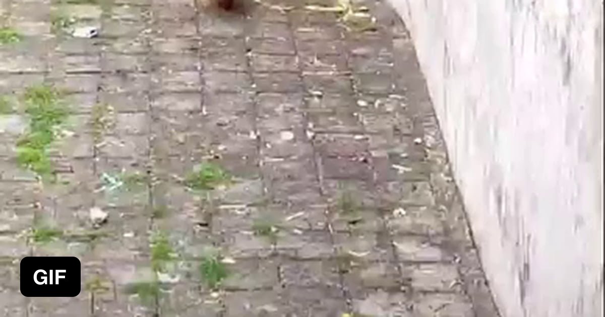 Watching this monkey do a backflip off a wall - 9GAG