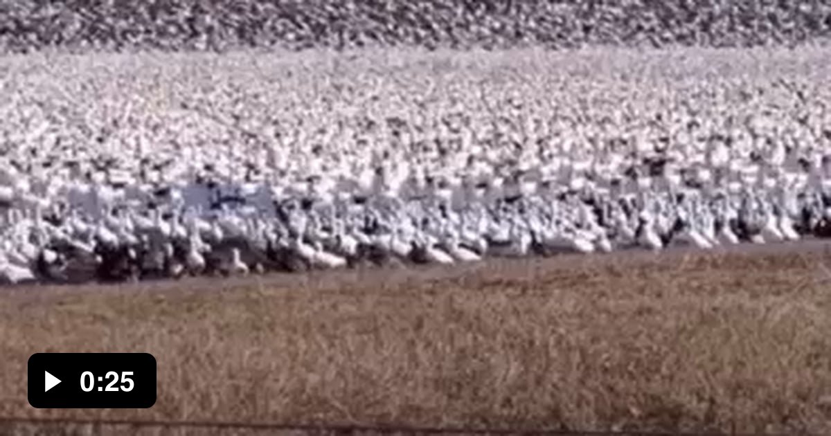 Snow Geese in Northern Indiana - 9GAG