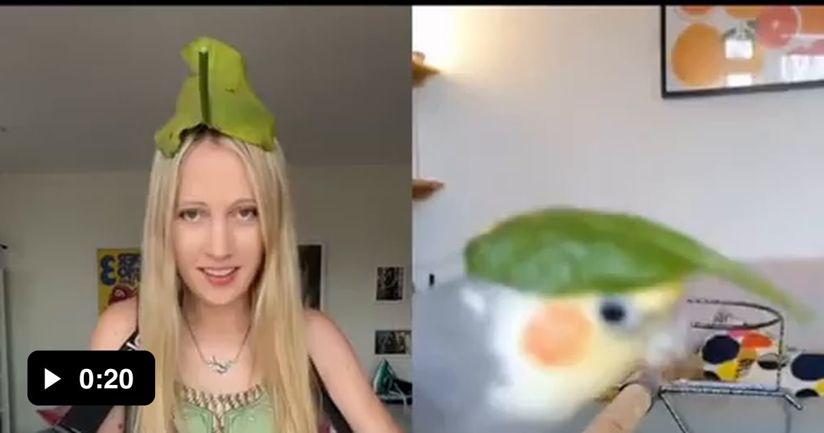 A musical duet with a bird (Crumpet) - 9GAG