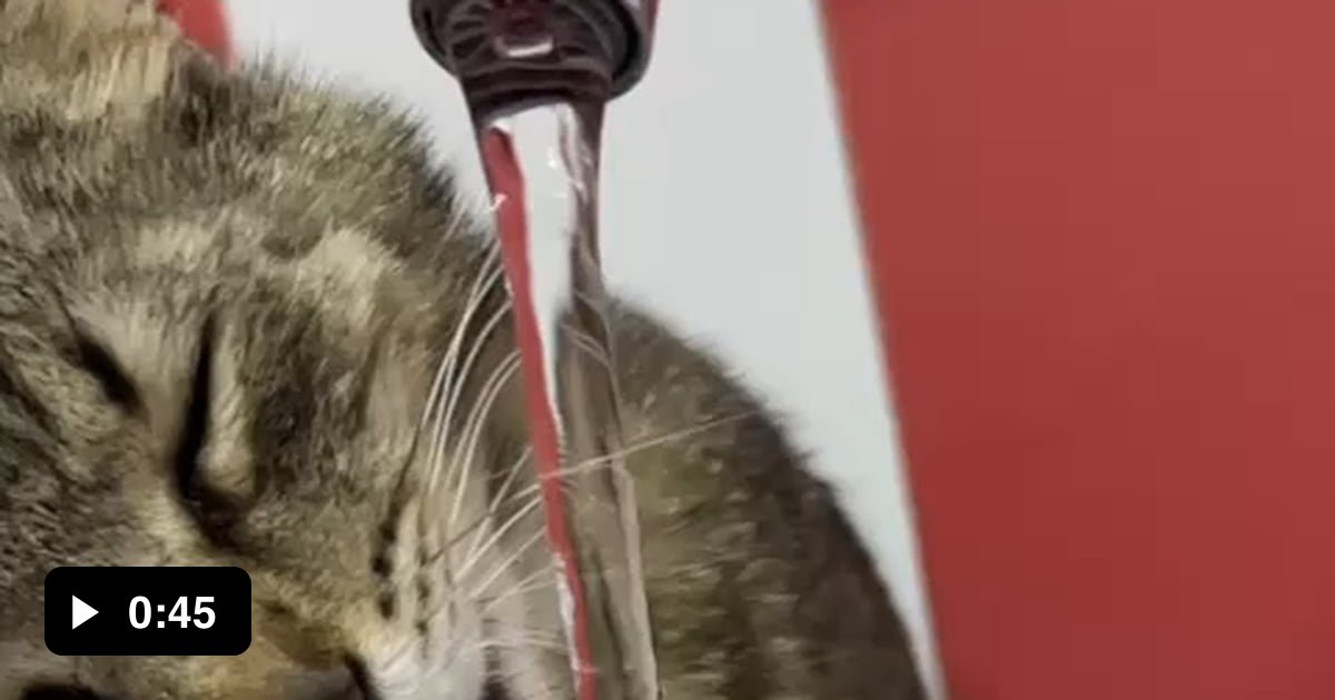 Slow motion cat... - 9GAG