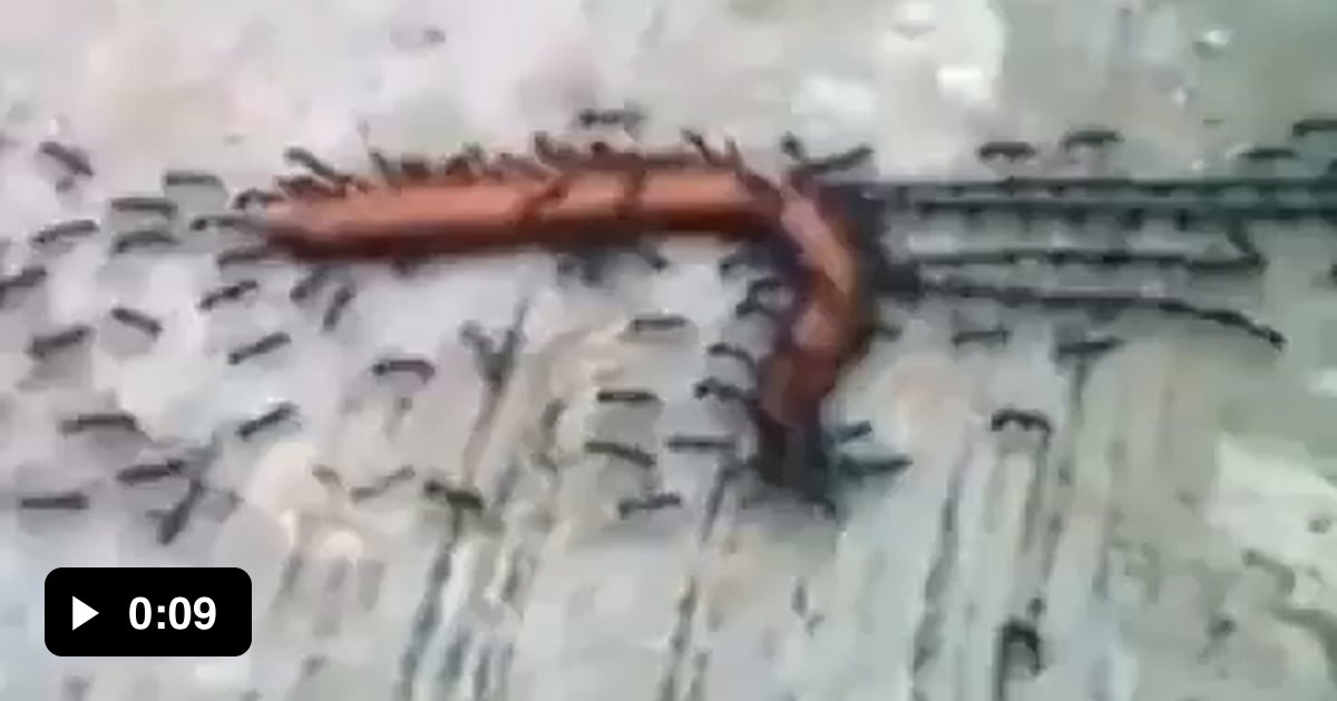 Ants assembling into a daisy chain to transport a millipede home - 9GAG