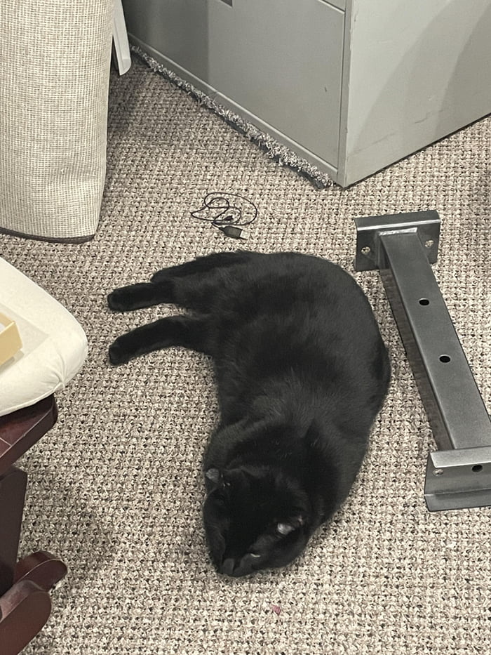 Bro feline like a shrimp - 9GAG