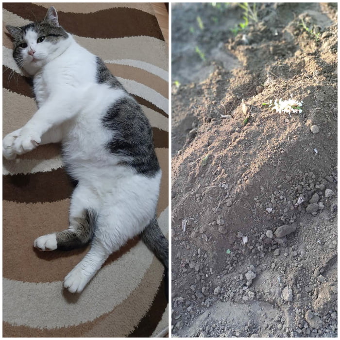 A Salute to Kiril: Remembering the Life and Adventures of My Furry ...