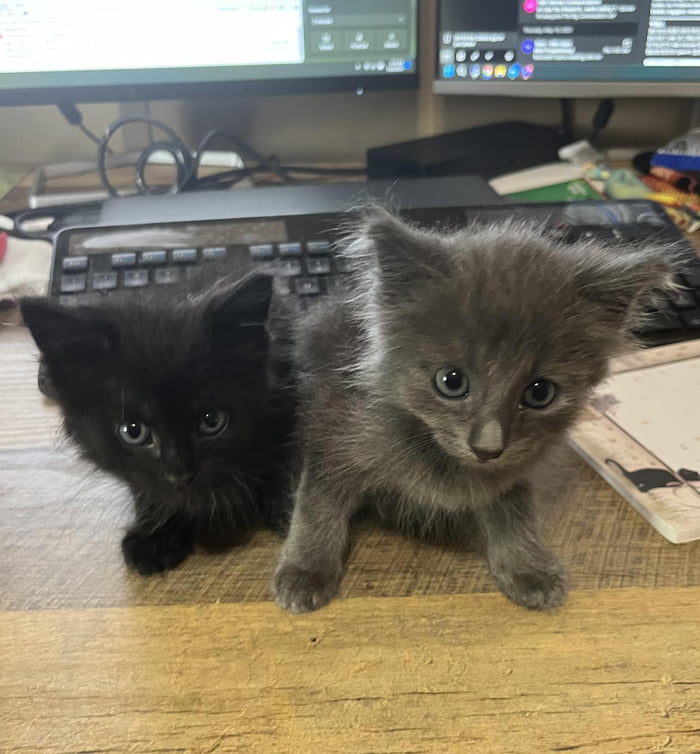 Kittens hard at work getting ready for their next big meeting! - 9GAG