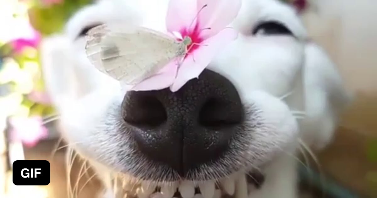 A proud pupper - 9GAG