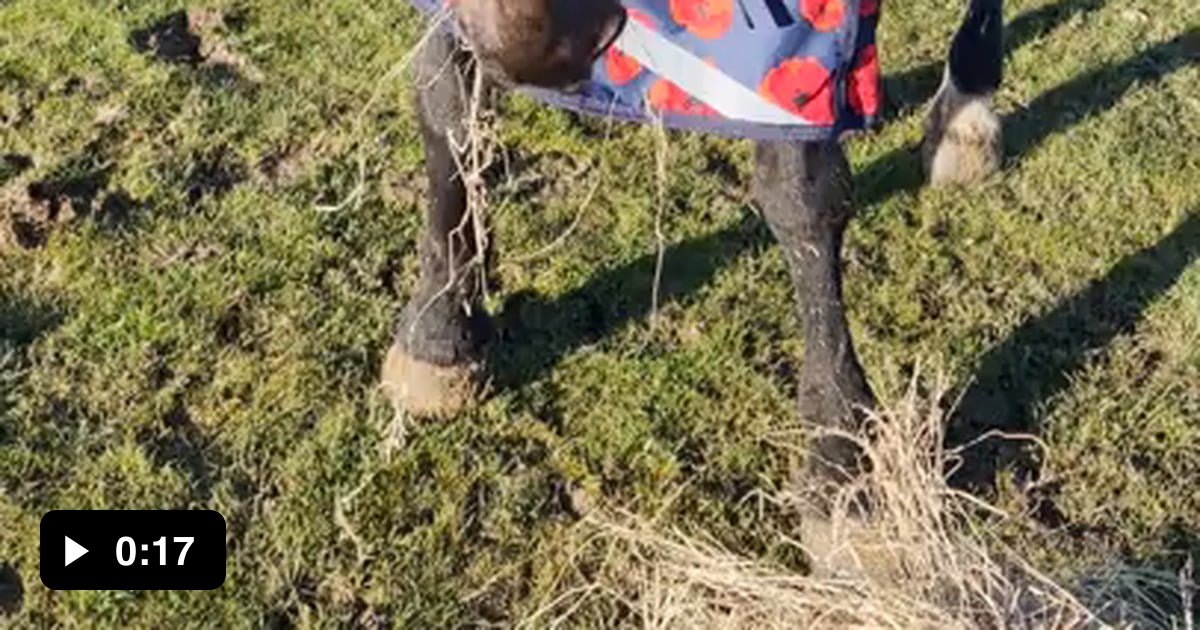 Dobi’s happy hay dance - 9GAG