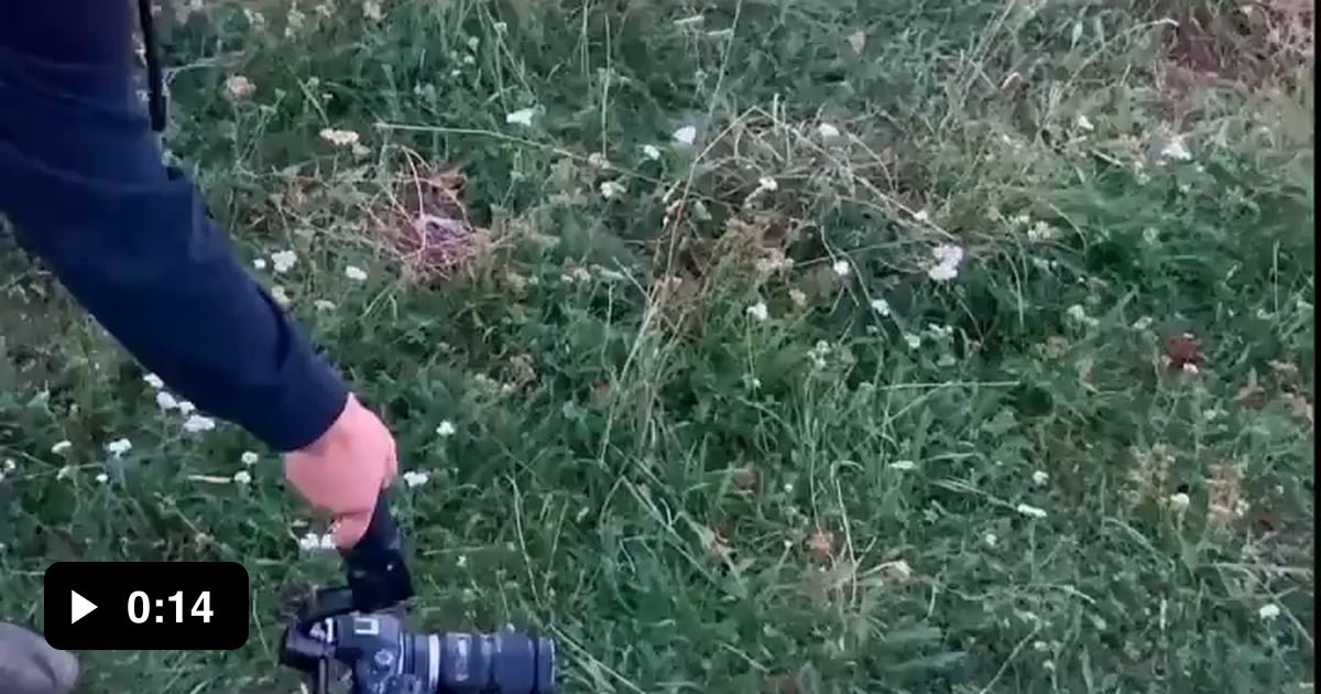 Tiny paws, big adventures - 9GAG