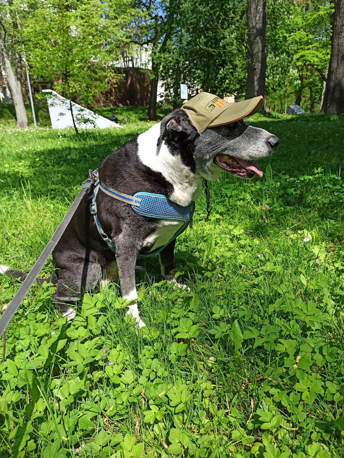 Our friend made a hat for her dog because he is old and got problems ...