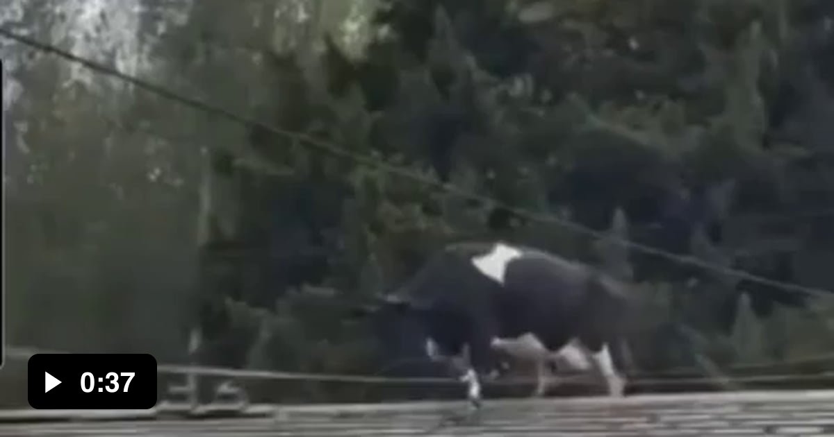 The holiest of all cows. - 9GAG