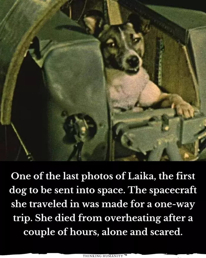 One of the last photos of Laika, the first dog to be sent into space ...