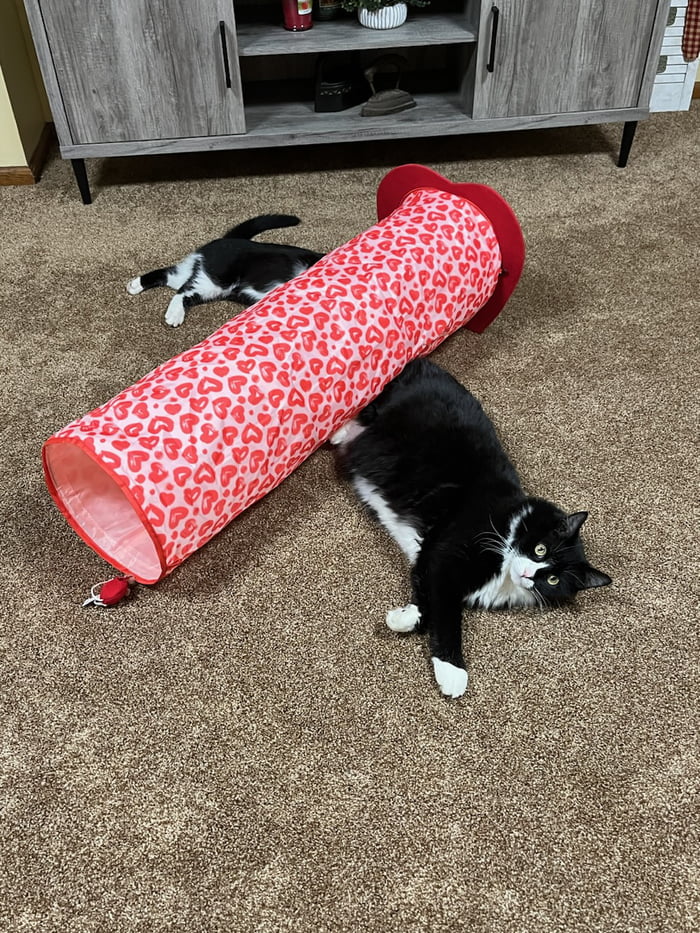 A heckin' long boi - 9GAG