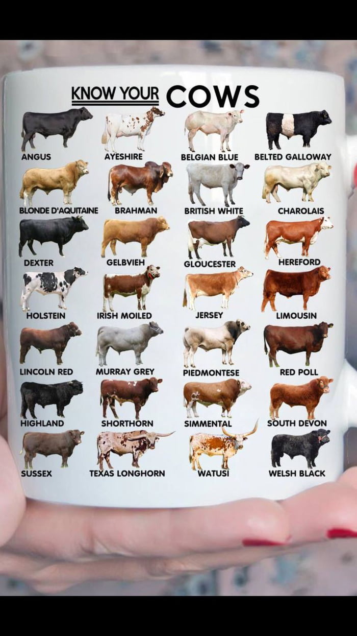 Know your cows - 9GAG