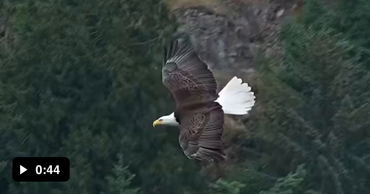 Bald Eagle Snacking - 9GAG