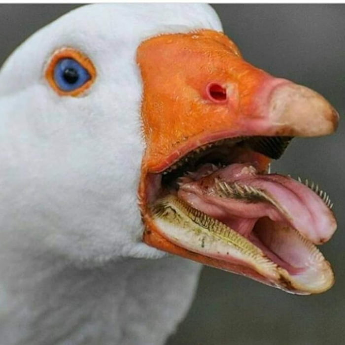 Geese have teeth - 9GAG