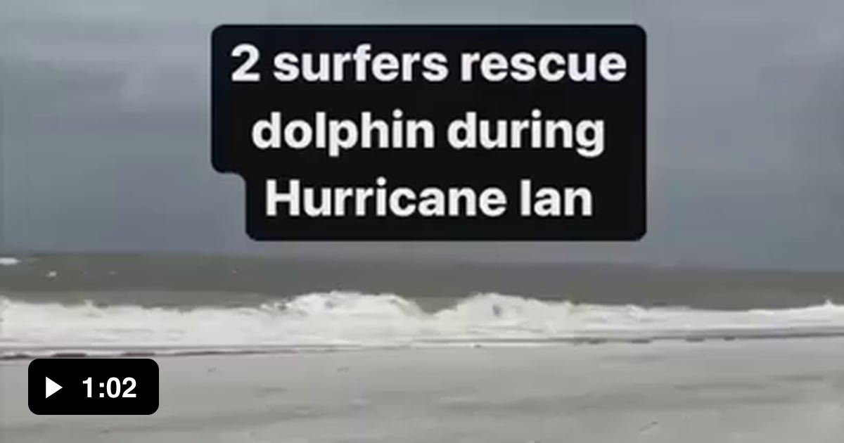 Two surfers save dolphin during Hurricane Ian.. - 9GAG