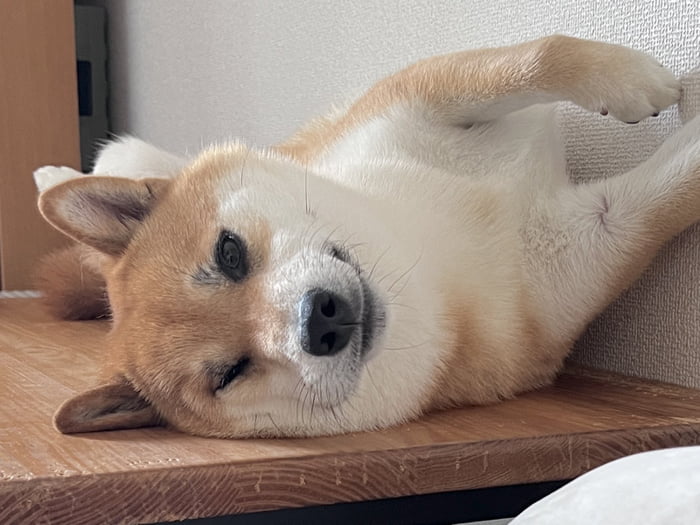 Shiba Inu's wink - 9GAG