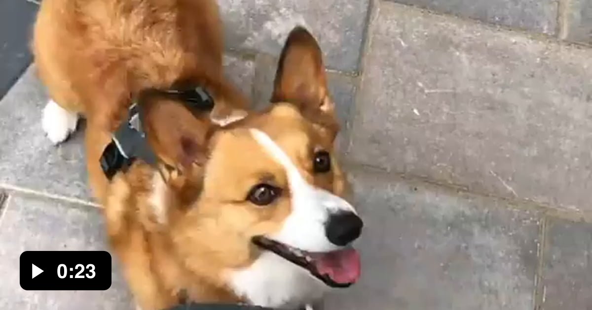 Wiggle butt and tippy taps - 9GAG