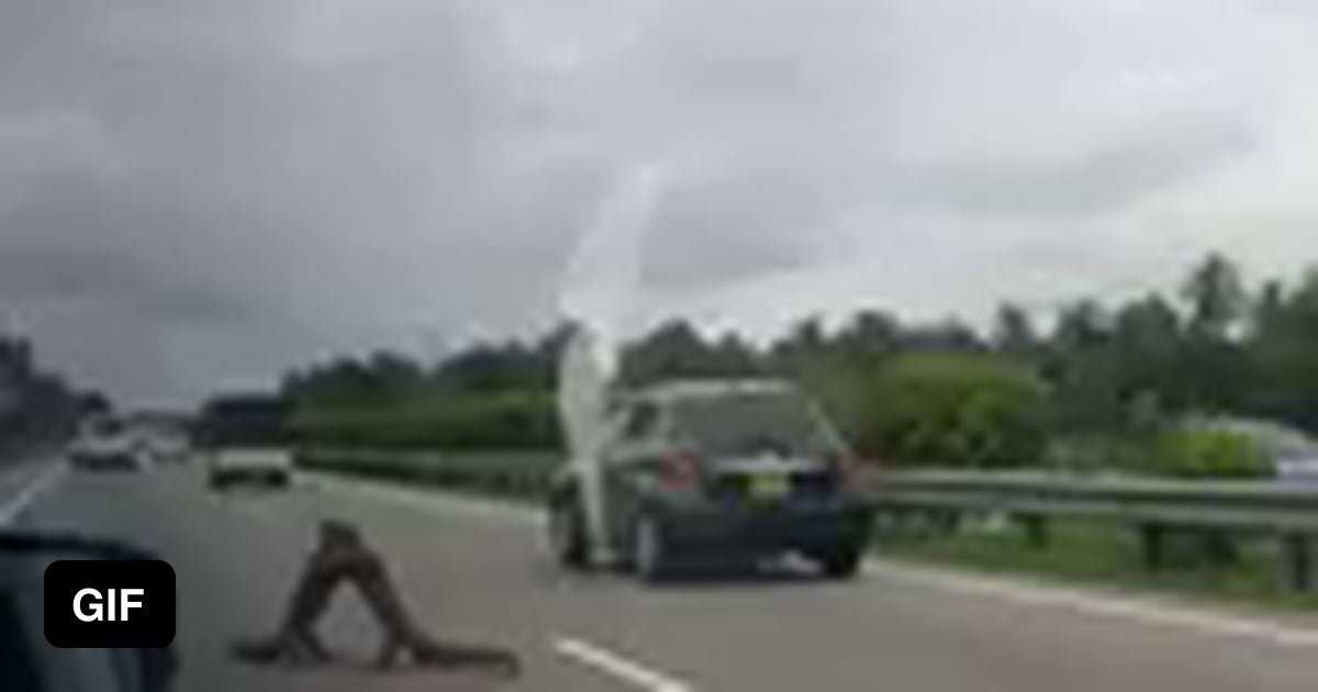 Two Giant Lizards fighting in the middle of a Highway - 9GAG
