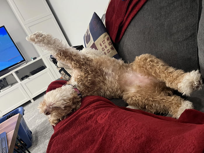 Derpy or comfy sleeping position? - 9GAG