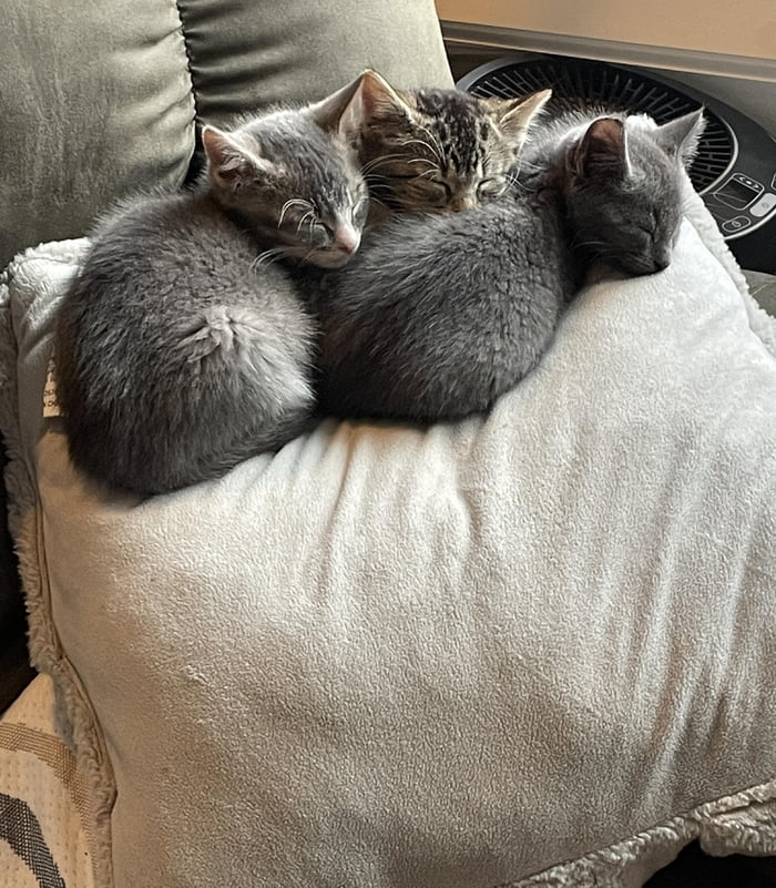 They cover less than half of a throw pillow - 9GAG