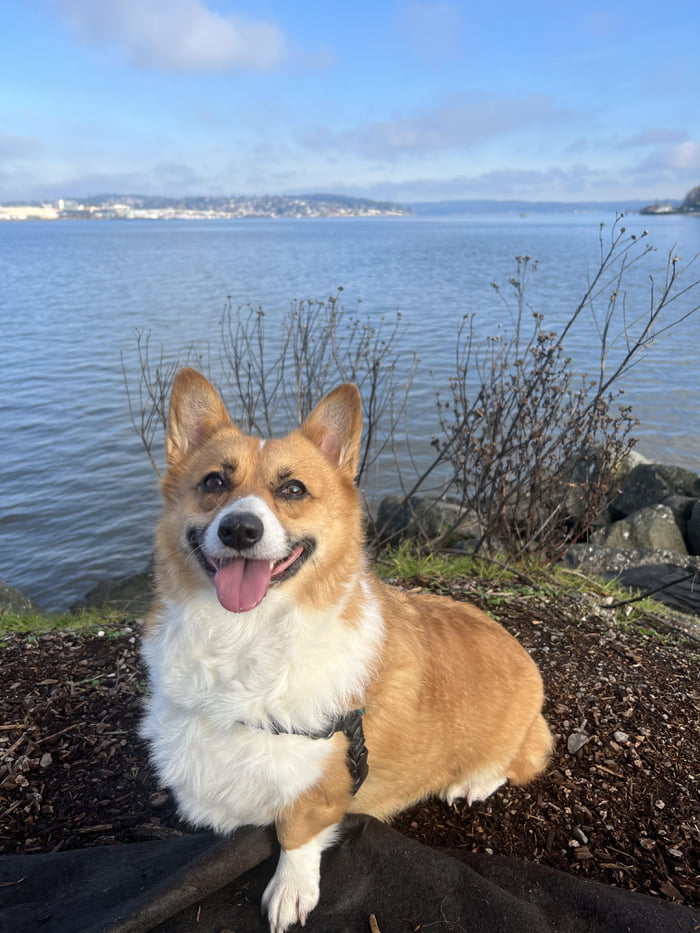 Nugget strikes a pose - 9GAG