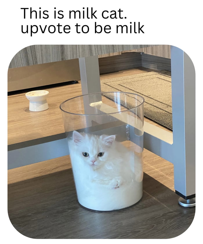 I spill some and cat come lick it up. - 9GAG