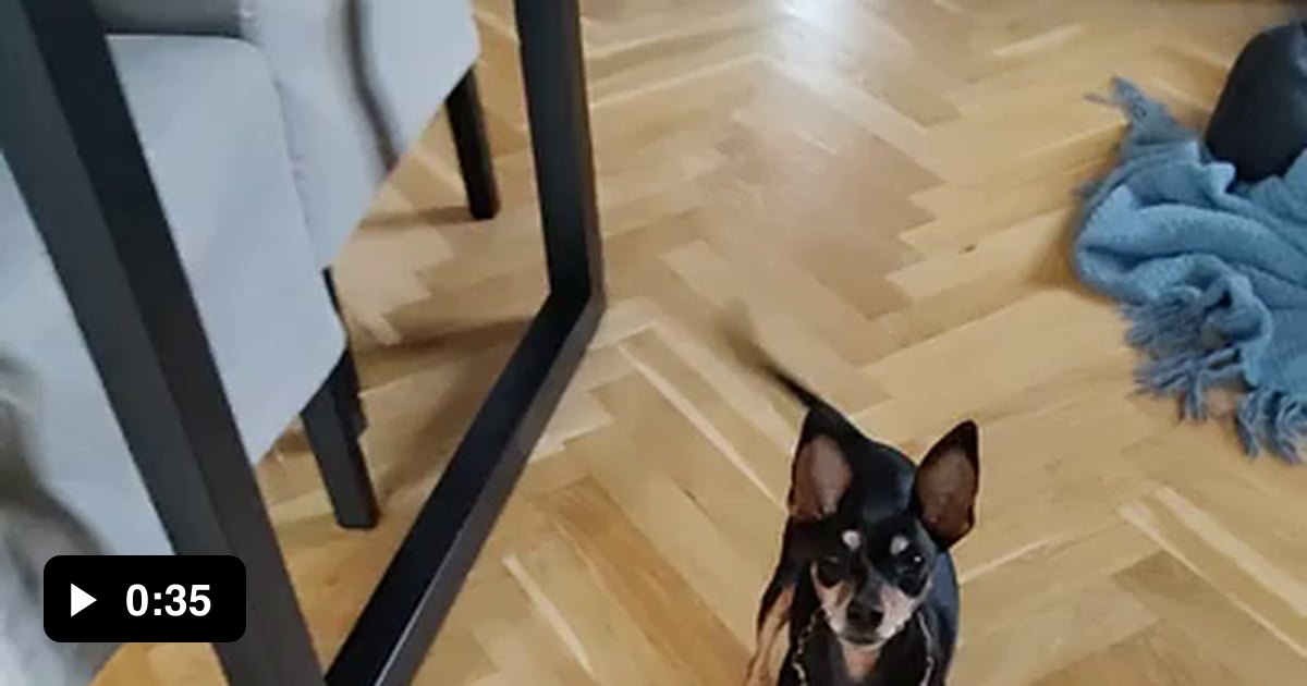 Tippy tapping as hard as she possibly can! - 9GAG