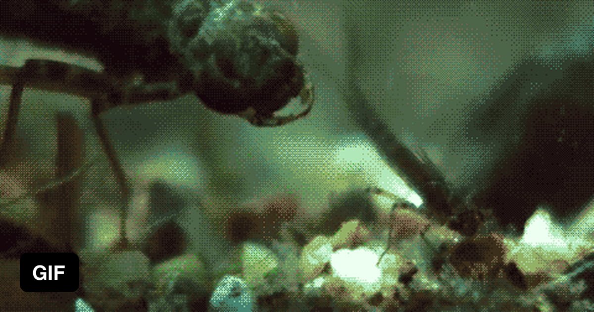 Dragonfly nymphs hunting - 9GAG